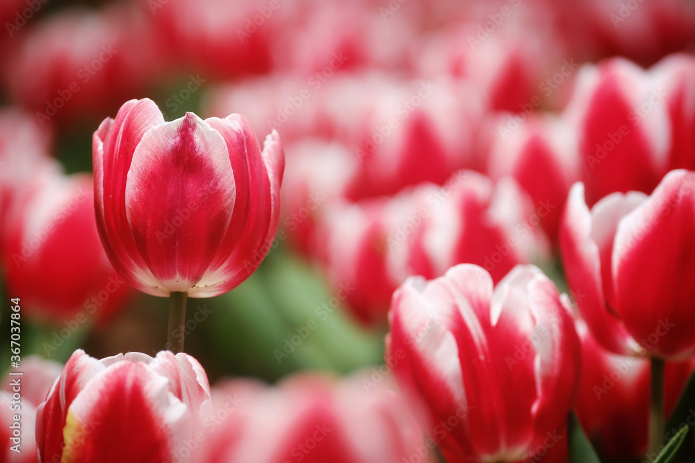 Tulip flowers macro photography with blur background in Floriculture ...