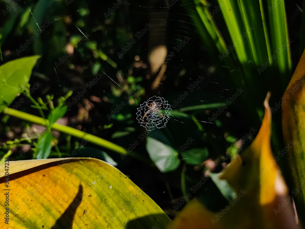 Argiope anasuja, is a species of harmless orb-weaver spider found from ...