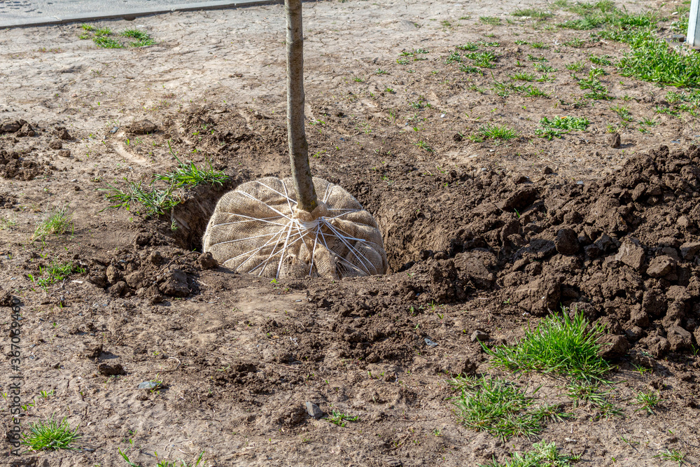 Planting a tree seedling in a root bag. Landscape territory design ...