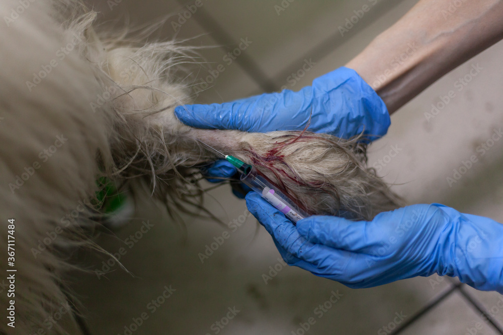 Veterinarian treats a dog. An injection in the dog's paw. Stock Photo ...