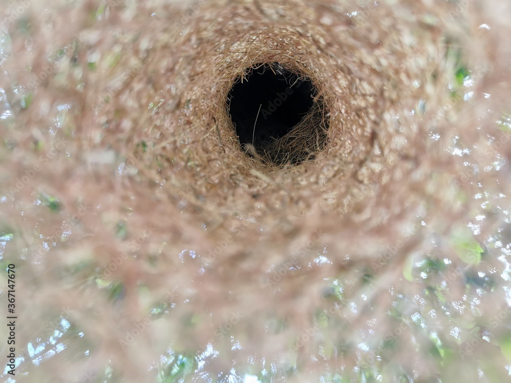 closeup inside weaver bird nest, the magic of birds that build nests ...