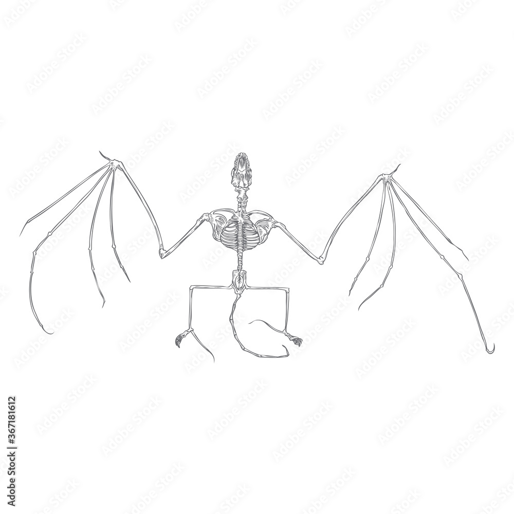 Stock-Vektorgrafik „Bat skeleton drawing. Gothic illustration of ...