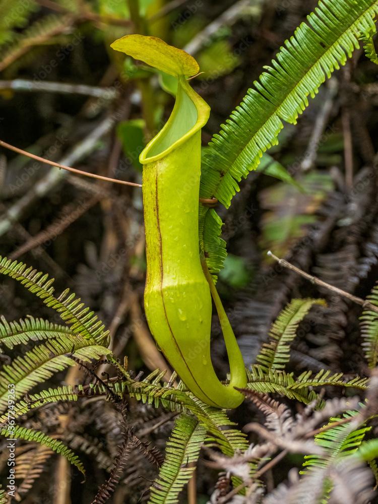 Pitcher Plant (Nepenthes sanguinea) showing its leaves modified as ...