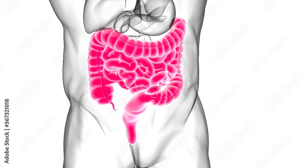 Small and Large Intestine 3D Illustration Human Digestive System ...
