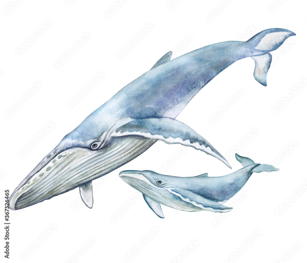 Blue whale mum with baby. Underwater fauna. Watercolor illustration ...