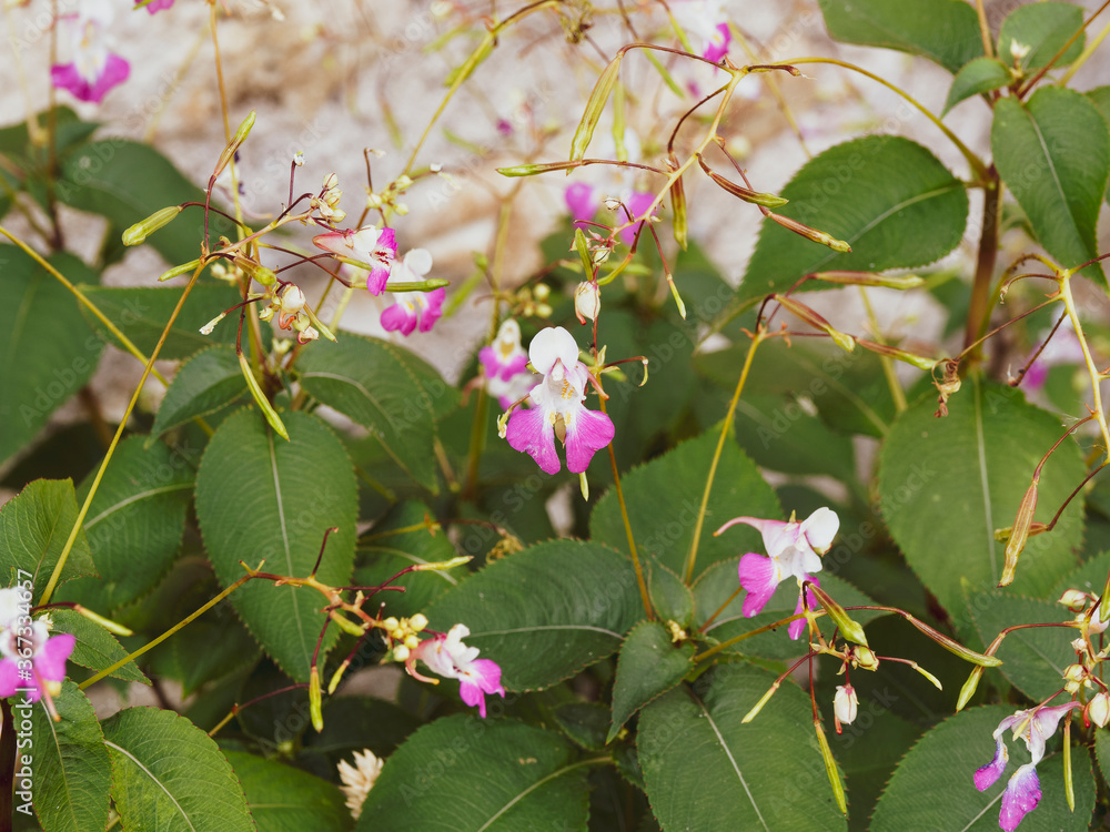 (Impatiens balfourii Hook) Impatiente ou Balsamine de Balfour aux ...