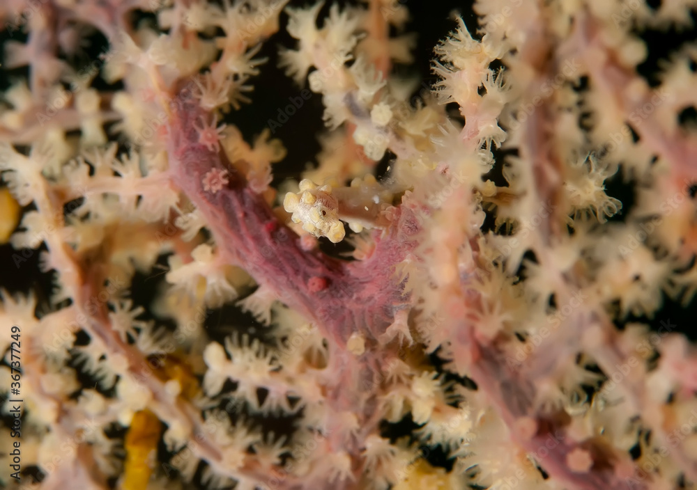 Underwater macro photography of marine animals. Vegetation, creatures ...