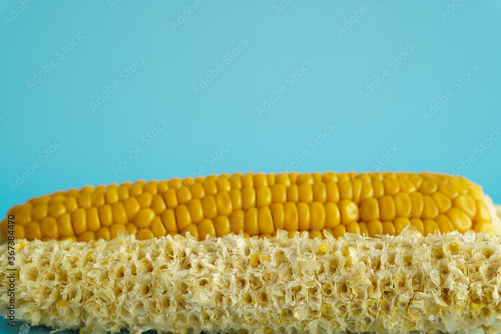 Whole and empty corn cob. Maize. Zea mays. Two boiled corncobs. One ...