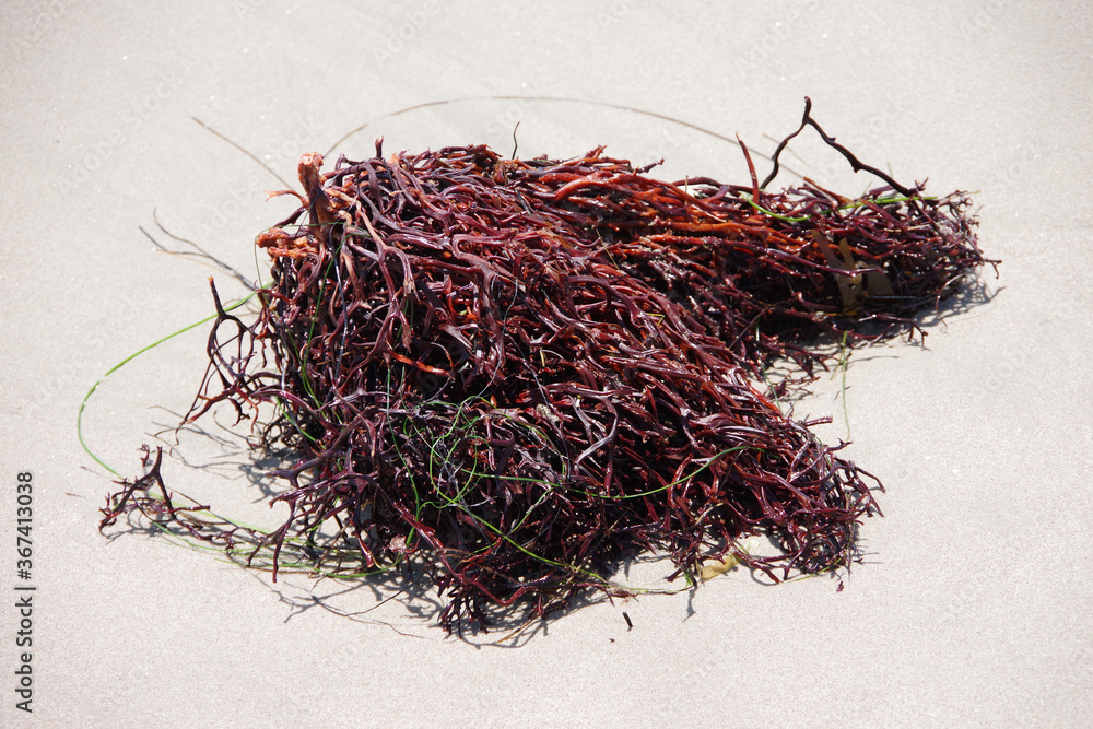 High angle close-up view of a small pile of wet red algae on the beach ...