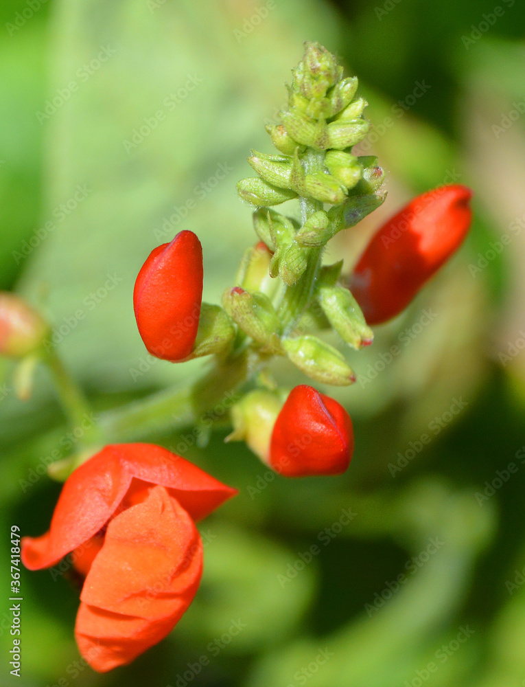 Scarlet runner bean flowers is a plant in the legume family, Fabaceae ...