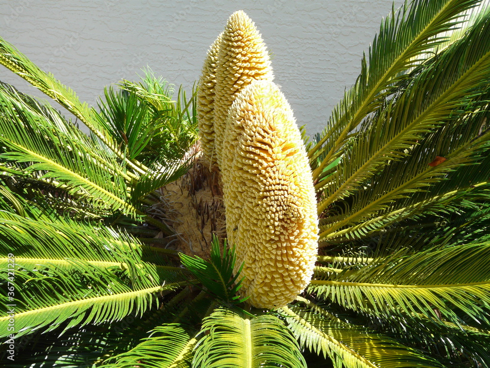 This Sago Palm in central Florida blooms every few years in May with ...