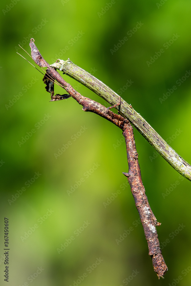Foto de Stock The Phasmatodea sitting on a branch. Phasmida or ...