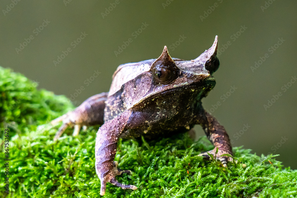 Nature wildlife image of The Bornean Horn Frog (Megophrys Nasuta) Stock ...