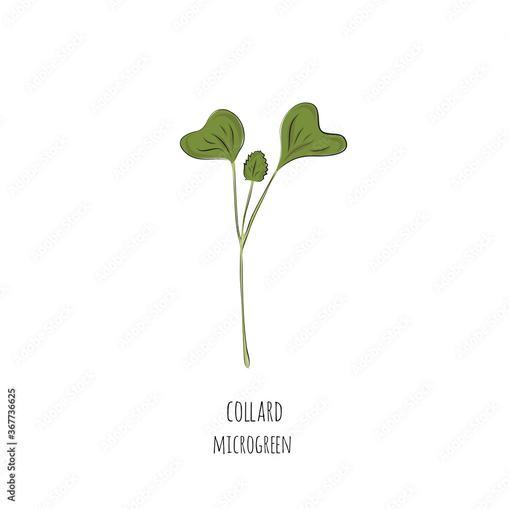 Hand drawn collard micro greens. Vector illustration in sketch style ...