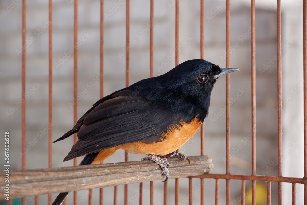 Copsychus Malabaricus or Murai Batu bird with black and yellow color ...