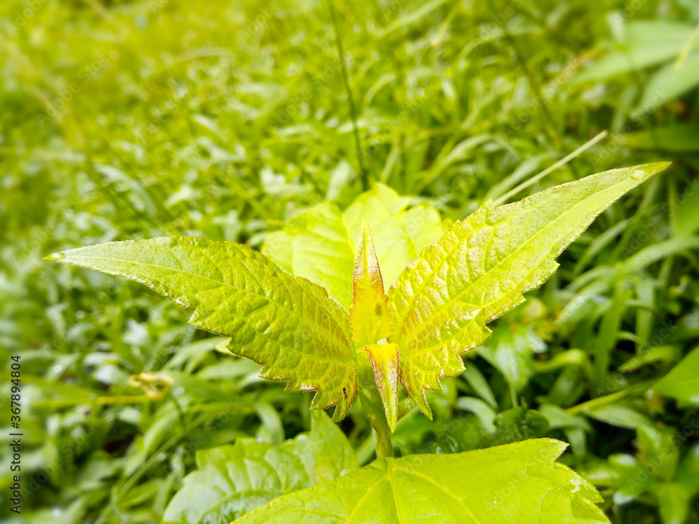 Bitter bush, Siam weed from Thailand. Which has many medicinal ...