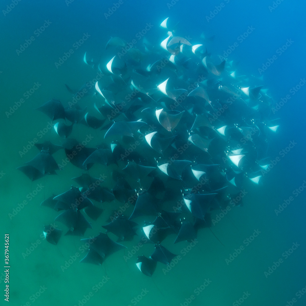 Large school of mobula rays, mobula munkiana, during the annual ...