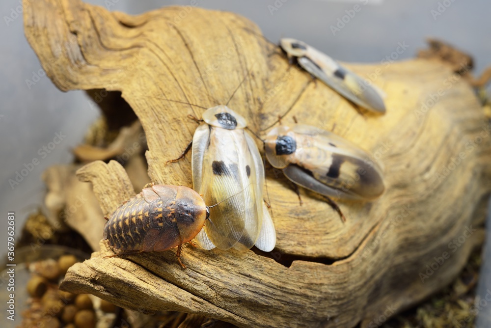 Giant cockroach Blaberus giganteus in terrarium, close-up. Wooden ...
