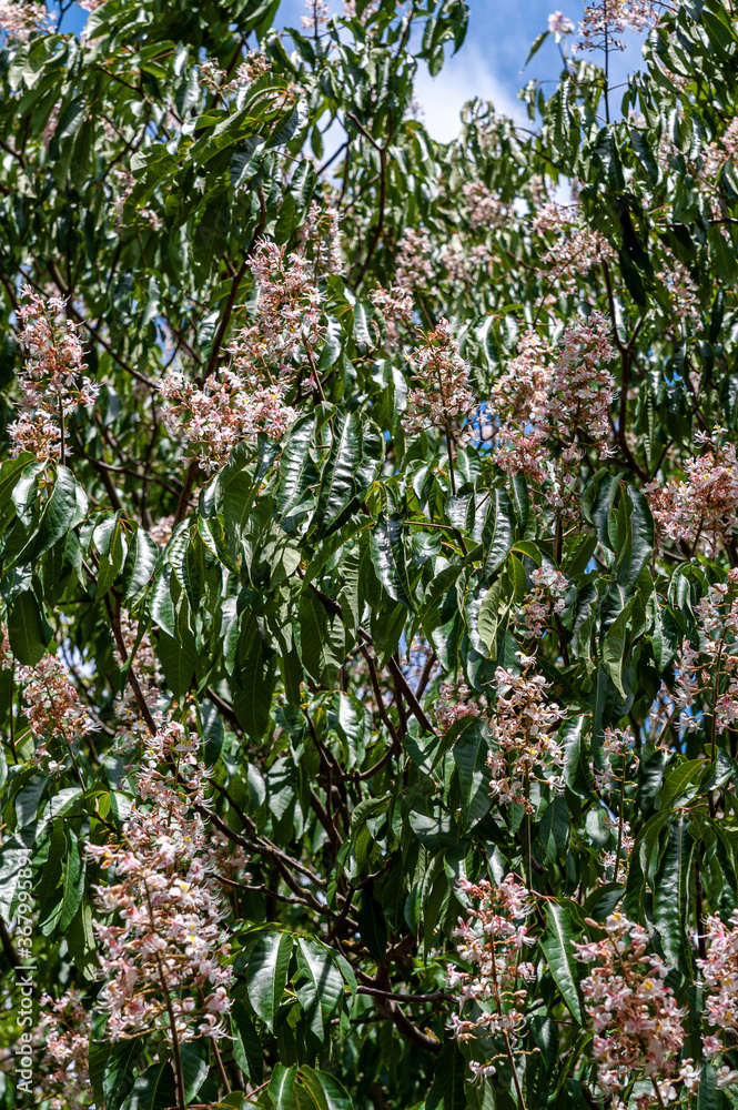 Flowering European horse-chestnut tree creating a natural display ...