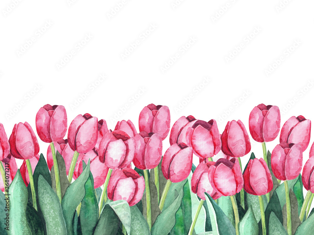 Pink tulips border on white background. Botanical illustration ...