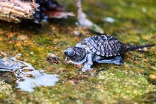 Baby Snapping Turtle On Rock Free Stock Photo - Public Domain Pictures