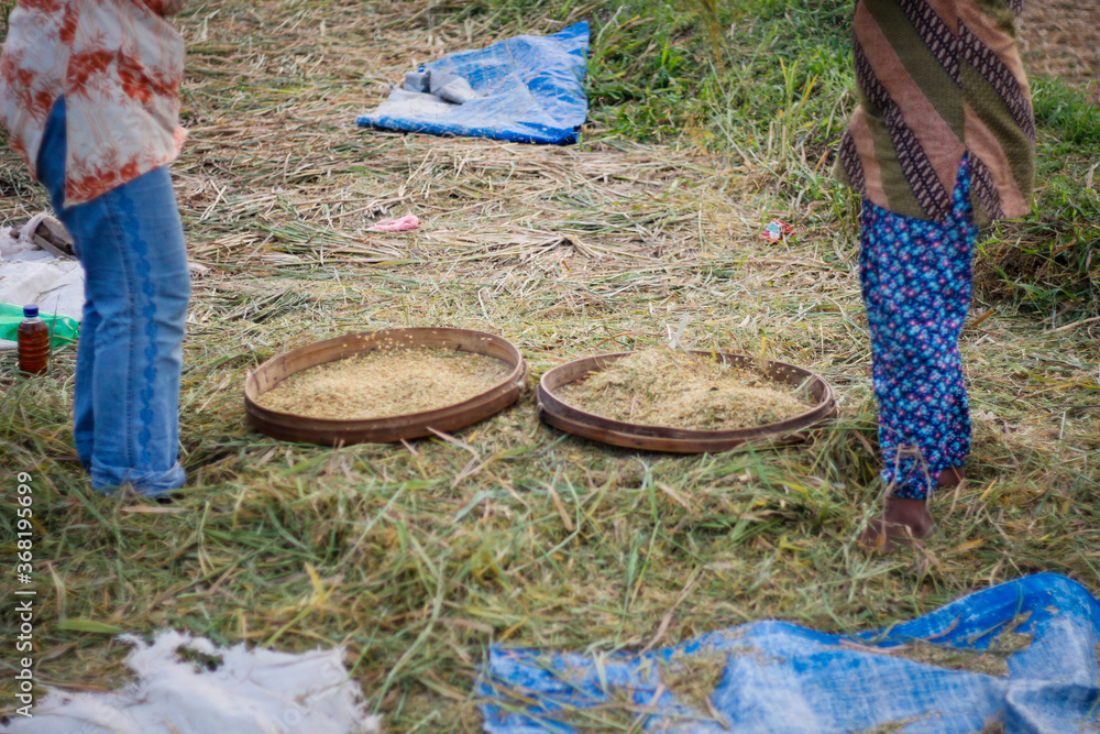Indonesian traditional hand rice machine, farmers are sifting or ...