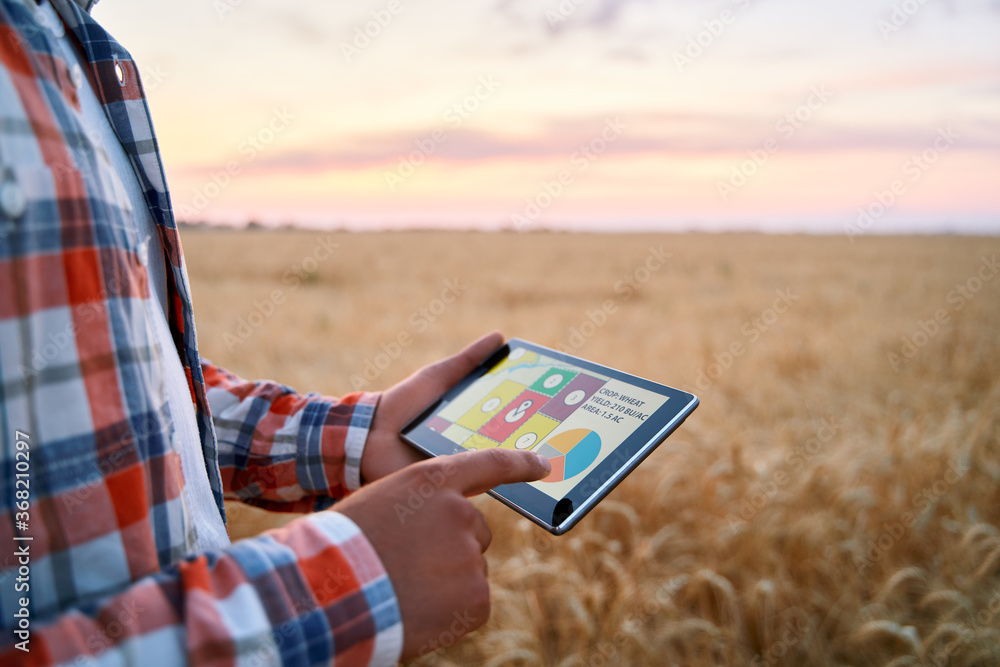 Precision farming. Farmer holds tablet using online data management ...
