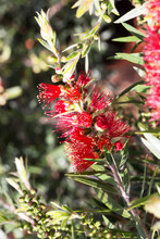 Red Fluffy Flower Free Stock Photo - Public Domain Pictures