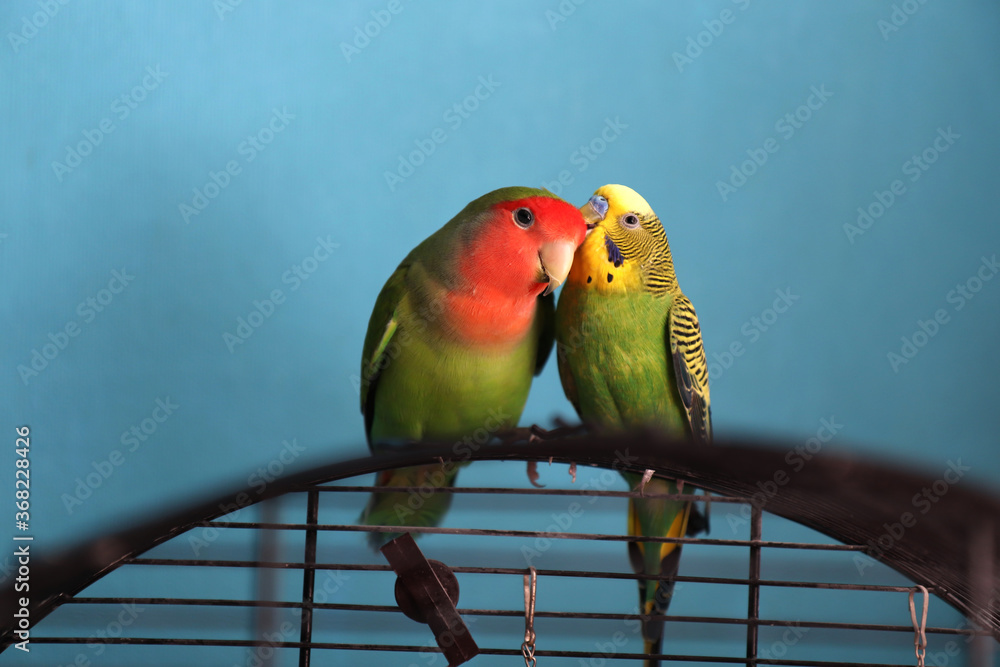 Foto The moment of tenderness between a parrots of different species ...