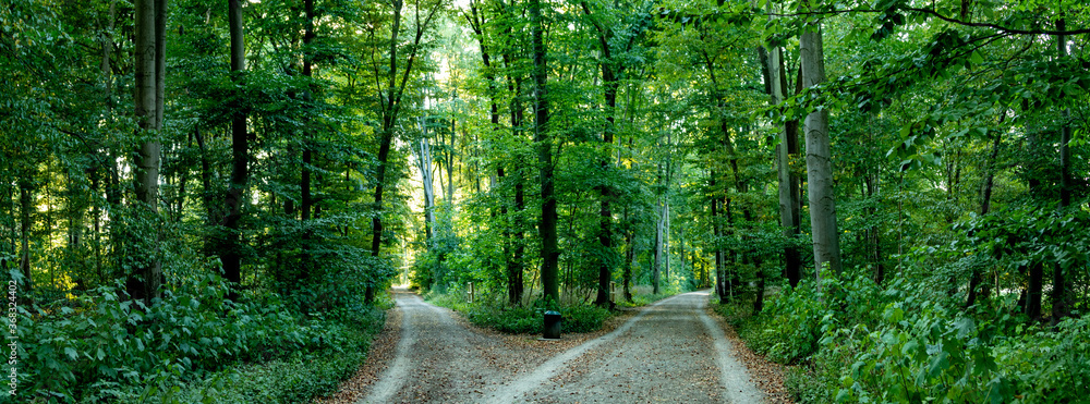 Multiple Paths Forest