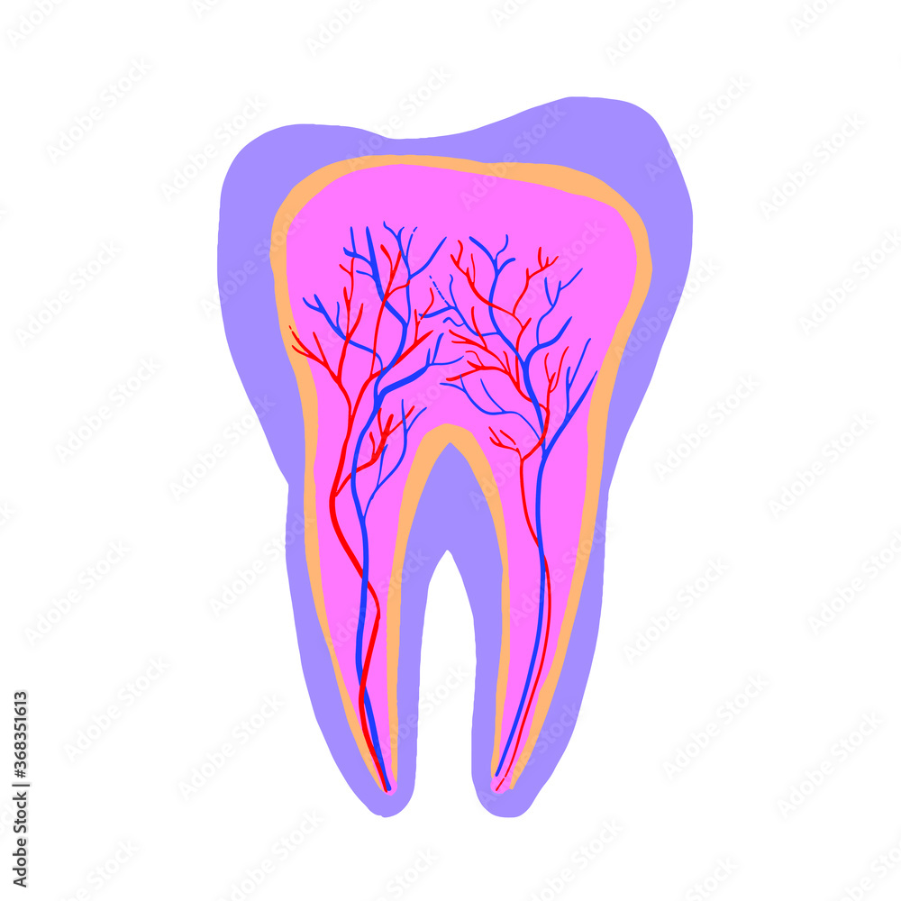 layers of a tooth, anatomical sagittal section showing the veins and ...