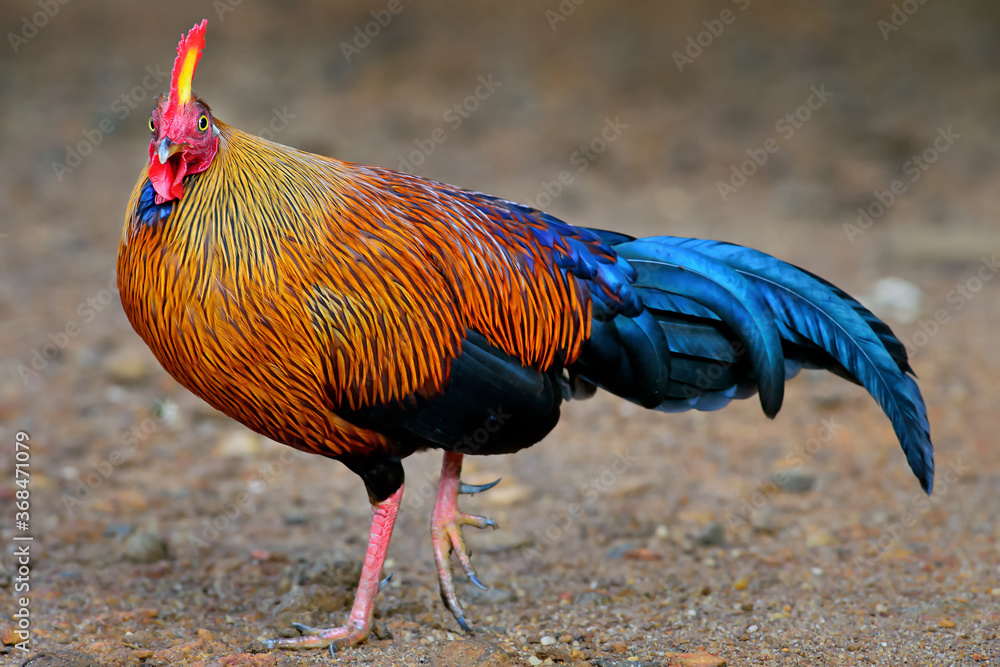 Ceylon Junglefowl - Gallus lafayettii, iconic colored national bird of ...
