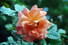 Coral Colored Geranium Flower Free Stock Photo - Public Domain Pictures