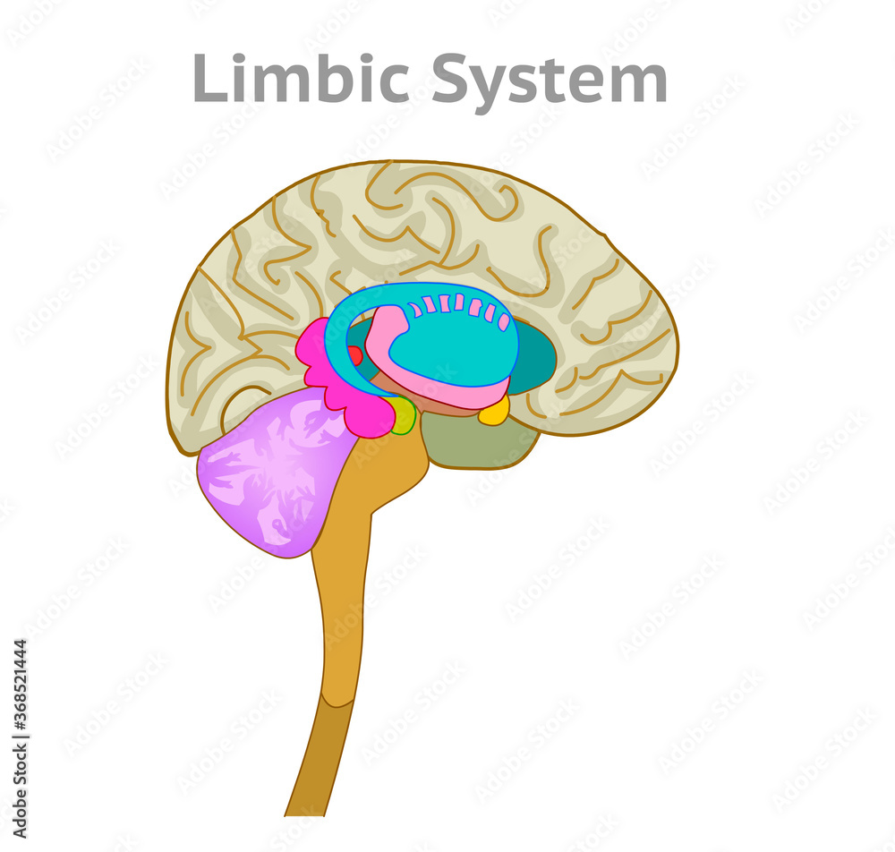 Limbic system anatomy. Human brain organs section diagram. cingulate ...