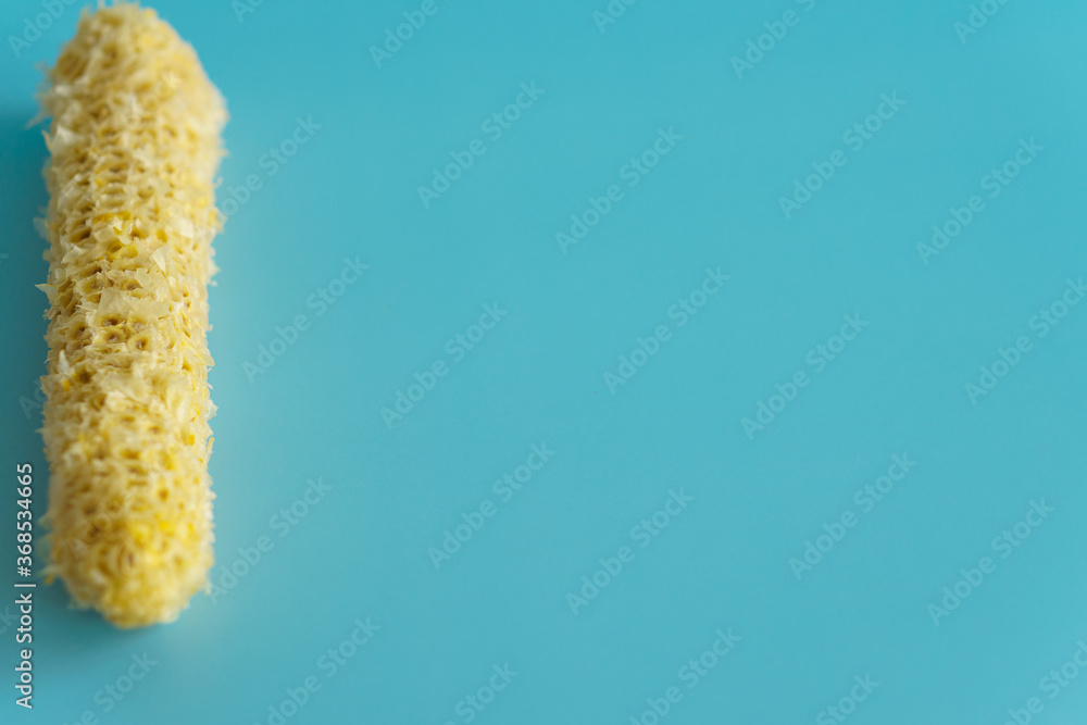 Whole and empty corn cob. Maize. Zea mays. Two boiled corncobs. One ...