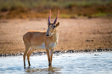 Antelope Free Stock Photo - Public Domain Pictures