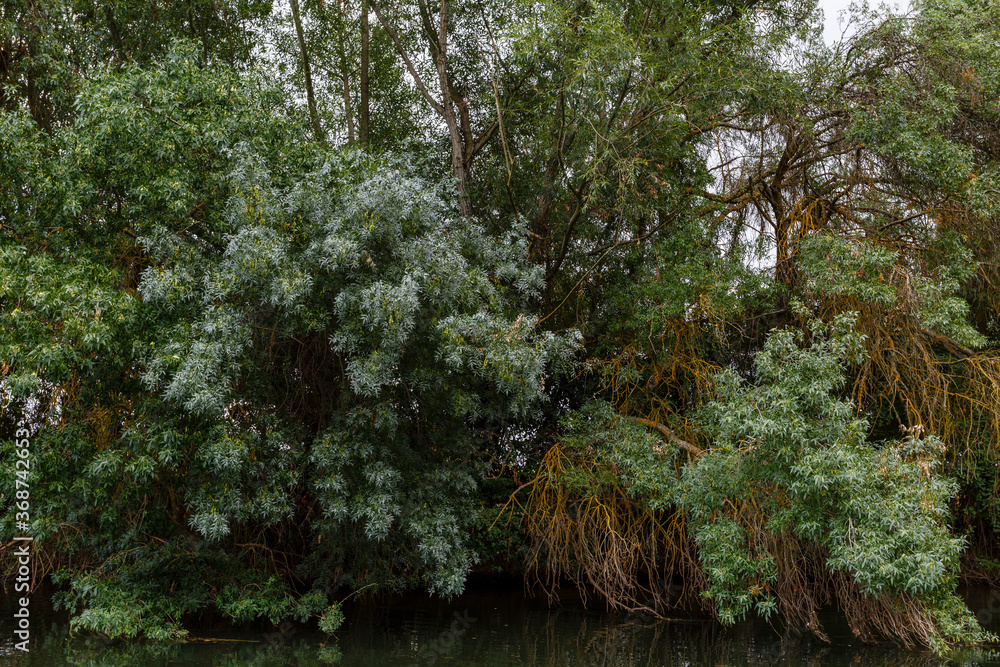 Foto de Stock Riverside forest with ash and white willow trees ...