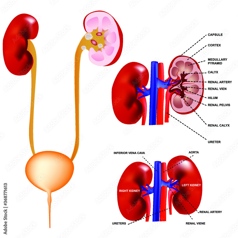 Vetor Kidney colorful poster, detailed diagram, cross section and ...