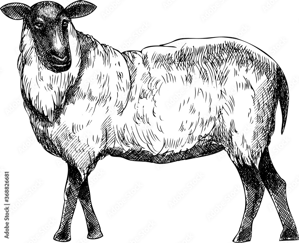 Vector black and white illustration of sheep. Stock Vector | Adobe Stock