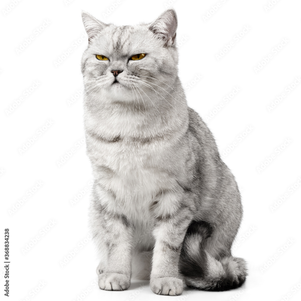 Angry British Cat Grumpy and serious Looking in Camera Isolated on ...