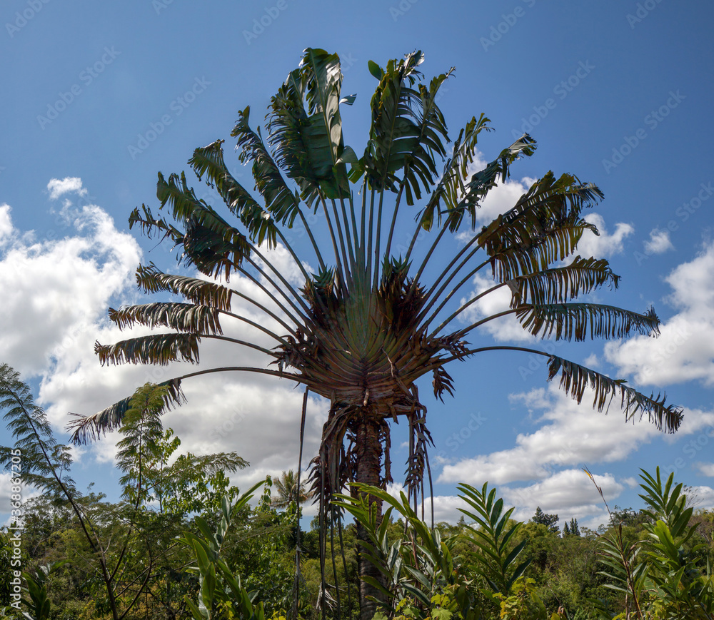 Foto de Stock Ravenala madagascariensis, an iconic palm tree of ...