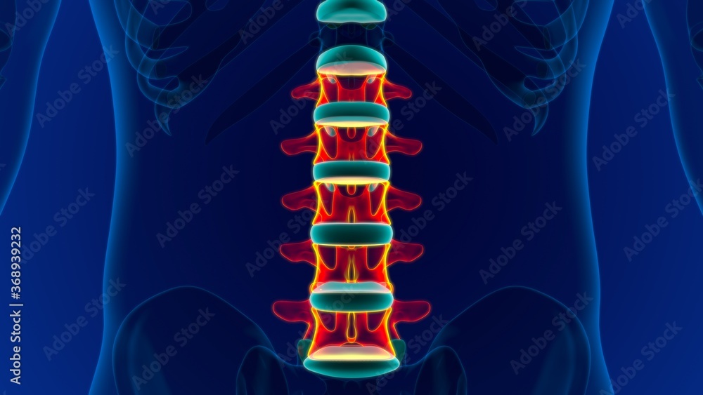 Human Skeleton Vertebral Column Lumbar Vertebrae Anatomy Stock ...