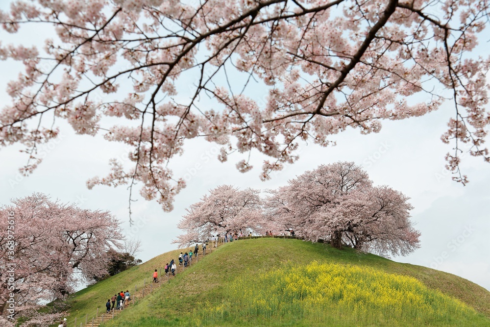 Tourists climbing the stairway to a hilltop with beautiful cherry ...
