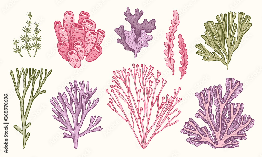 Corals and seaweed. Vector Hand Drawn. Sketch Botanical Illustration ...