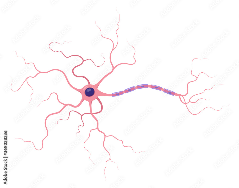Illustration of neuron anatomy. Structure. Vector infographic (nerve ...