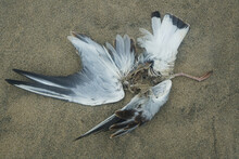 Wing And Feet Of Decaying Bird Free Stock Photo - Public Domain Pictures
