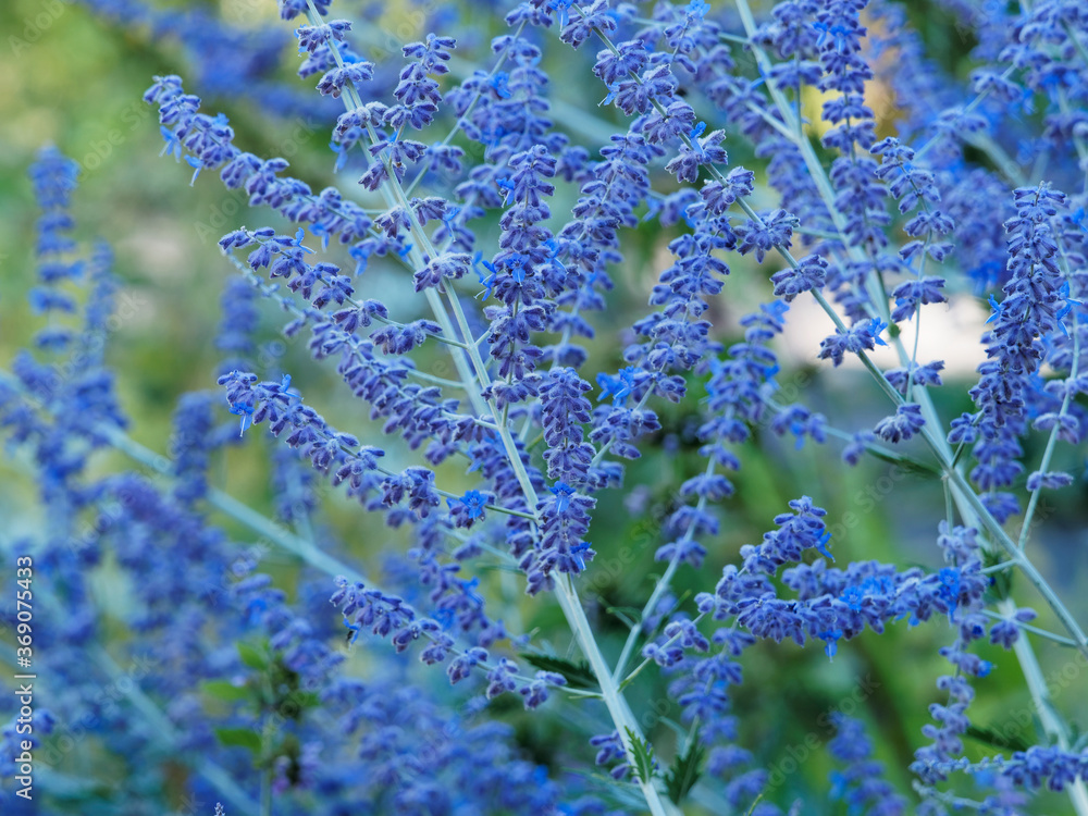 Fotografie (Perovskia atriplicifolia) Tiges duveteuses au petites ...