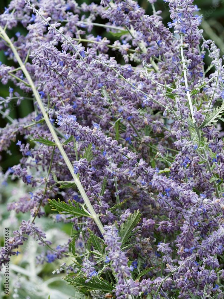 Photo Stock Perovskia atriplicifolia | Sauge de Sibérie ou Russie ...