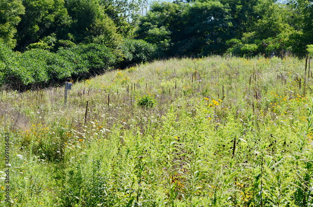 Stock-Foto „The Meadoway in Scarborough, Ontario. The Meadoway is ...