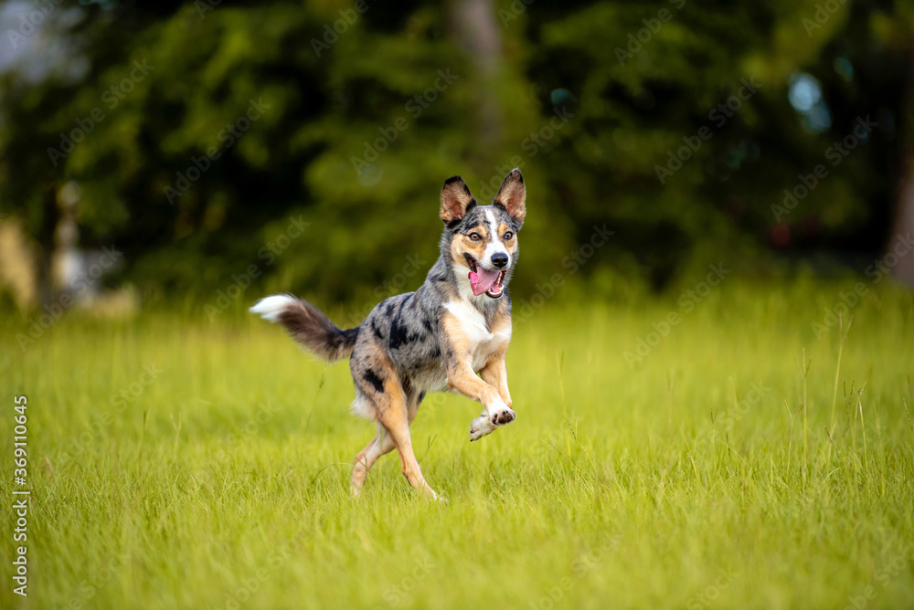 Koolie Australian working herding dog or German Coolie. Australia ...